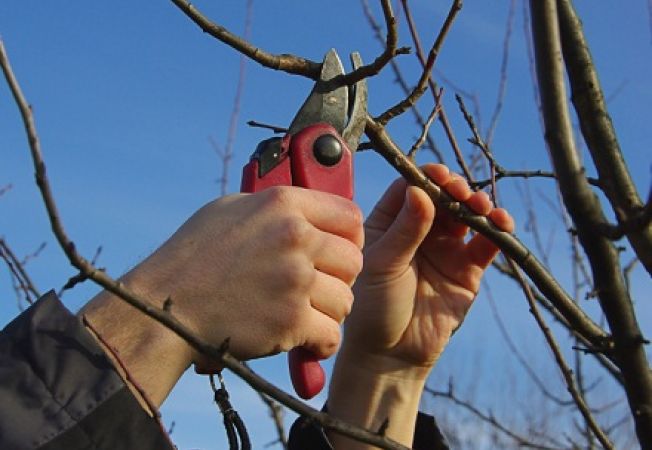 Biserica spontan culoare taieri de primavara la pomii fructiferi ...