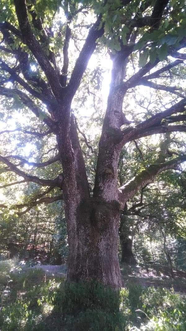 Zeci de copaci din Sălaj, pe harta arborilor remarcabili din România ...