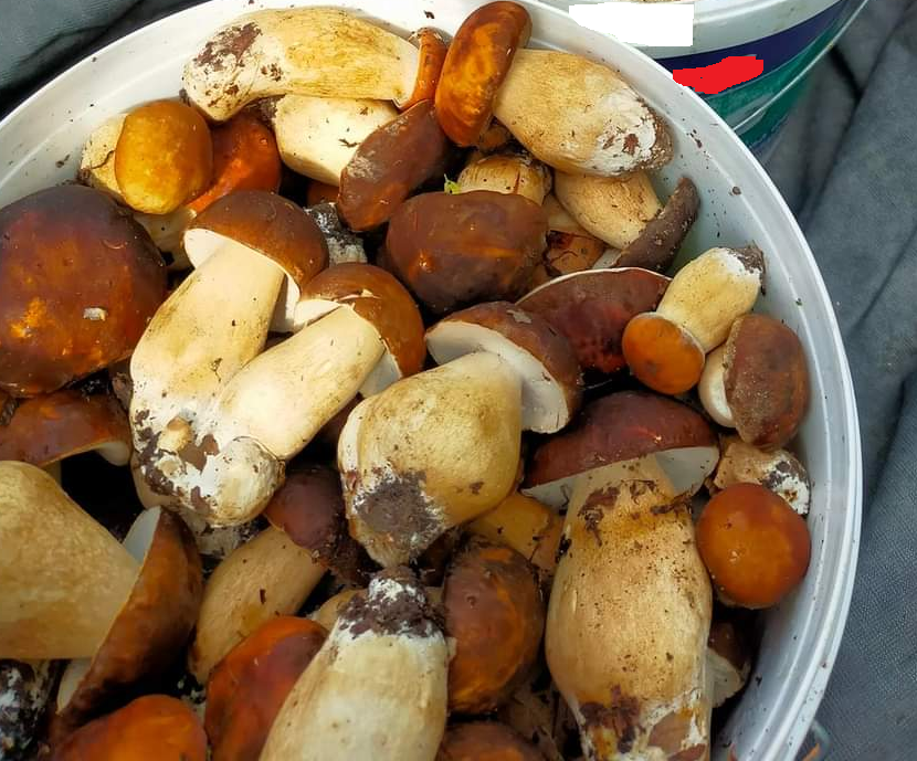 Au reapărut hribii în pădurile Sălajului - Magazin Sălăjean