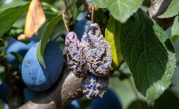 Stropiri la livada de pruni - Magazin Sălăjean